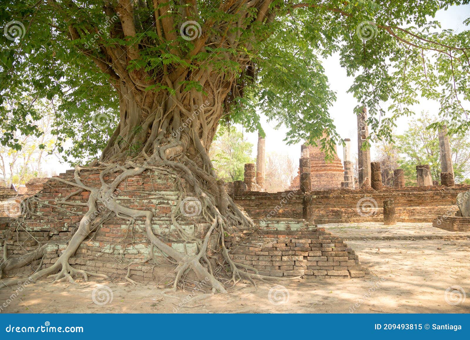 Giant Tree Roots, Sukhothai Historical Park, Thailand Stock Image ...