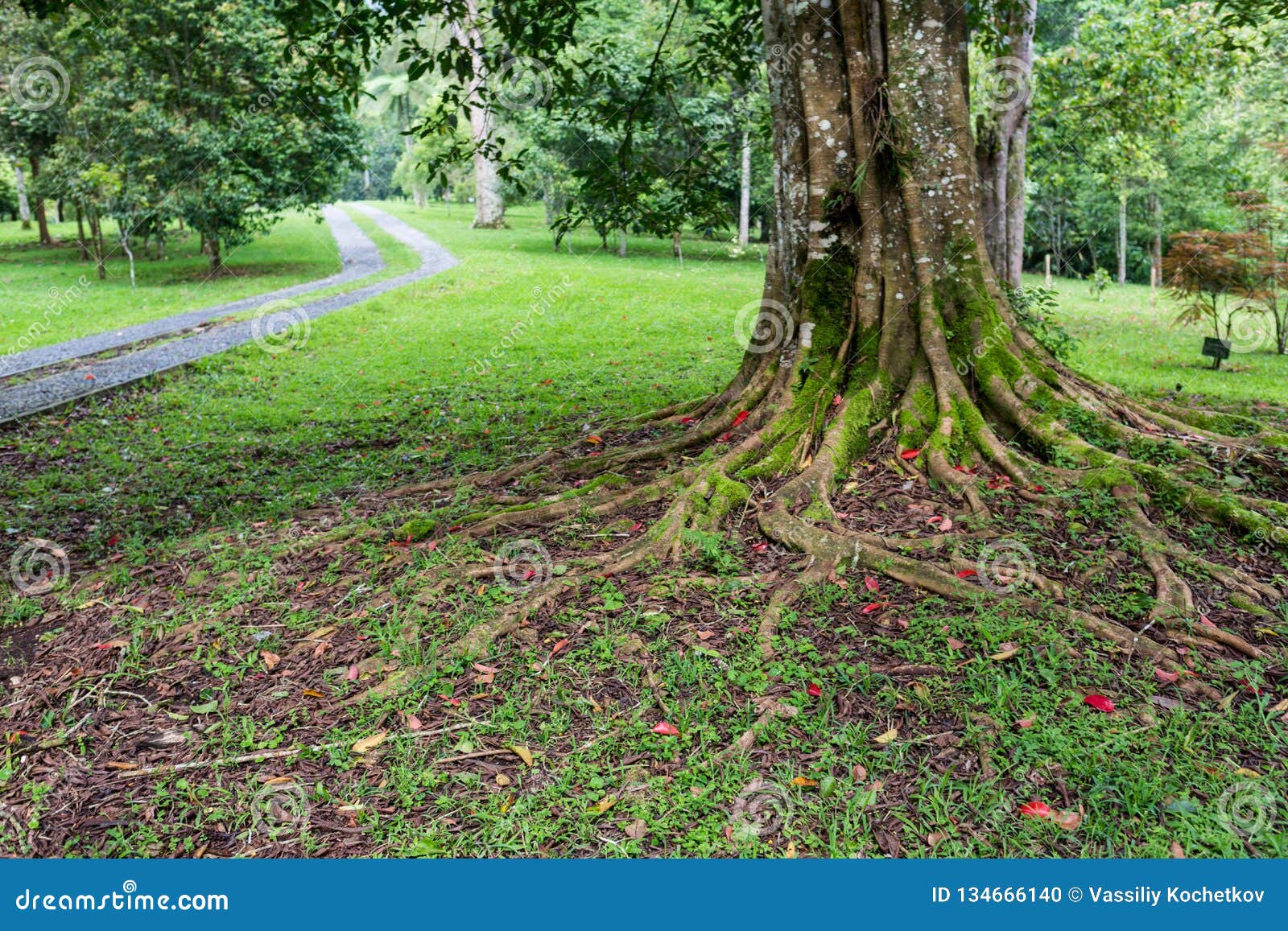 Tree Roots and Sunshine in a Green Forest Stock Photo - Image of leaf ...
