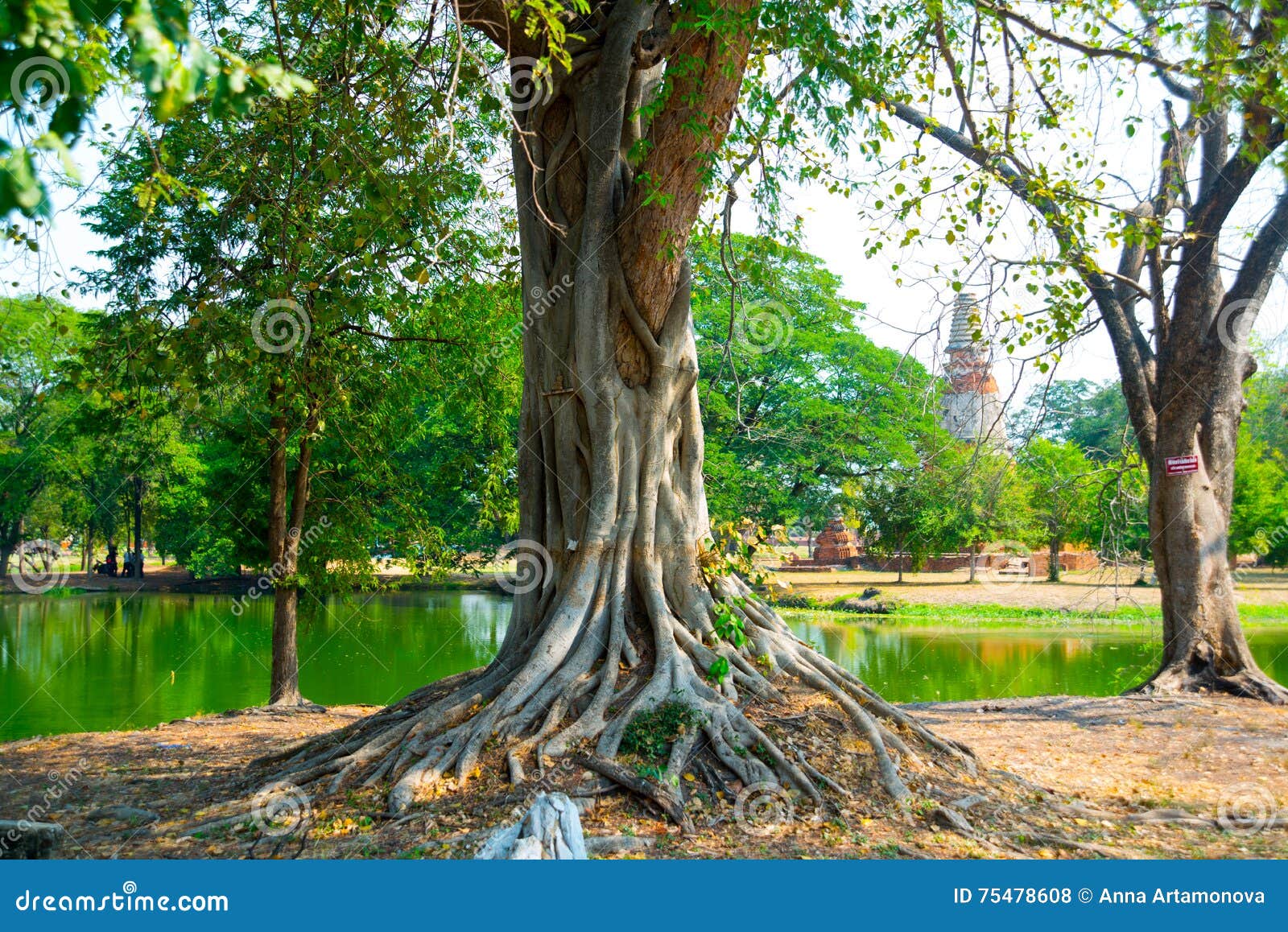 Tree Roots and Sunshine in a Green Forest Stock Photo - Image of nature ...