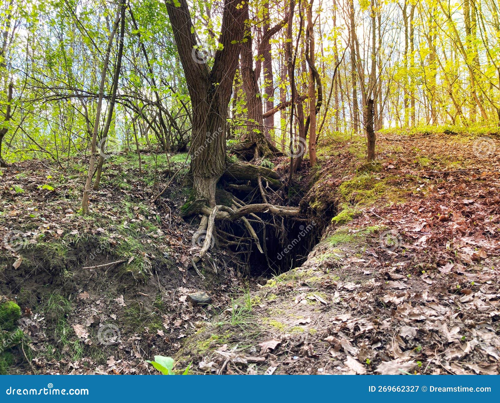 Tree Roots and Sunshine in a Green Forest Stock Image - Image of huge ...