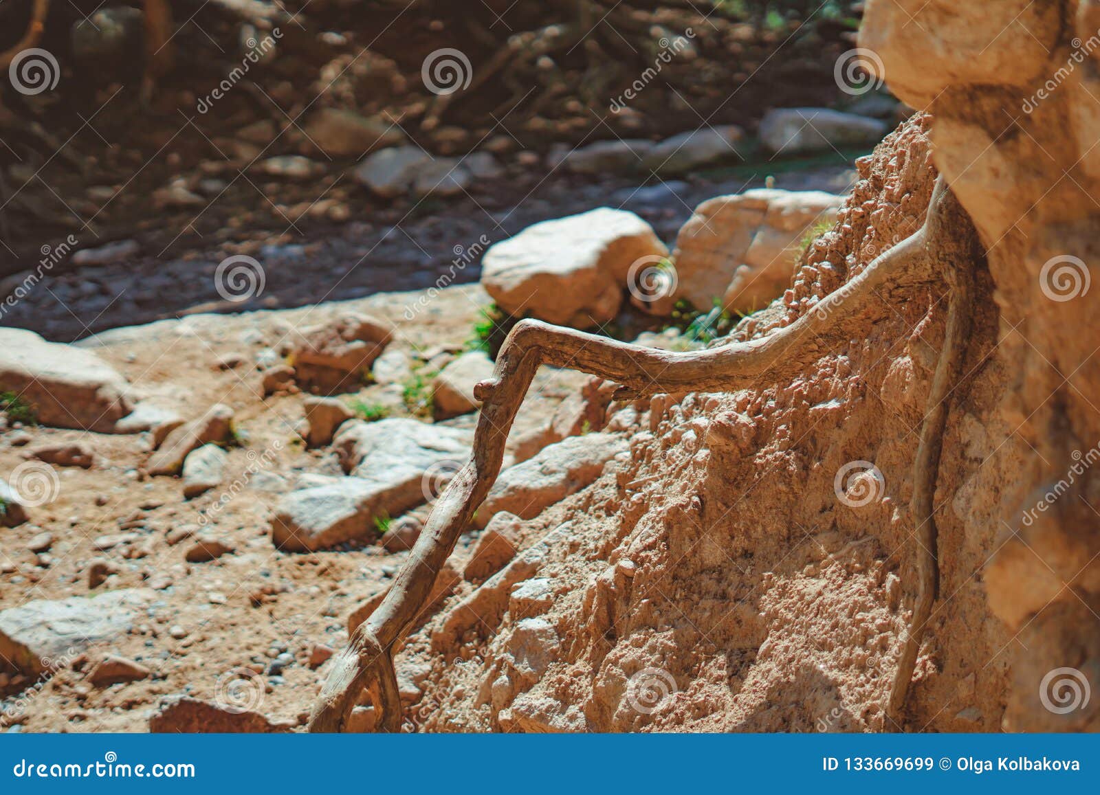 Tree Roots and Sunshine in a Green Forest Stock Image - Image of ...