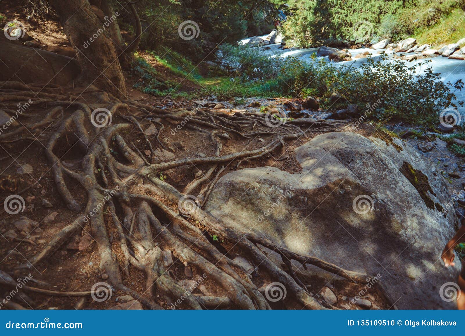Tree Roots and Sunshine in a Green Forest Stock Photo - Image of ...