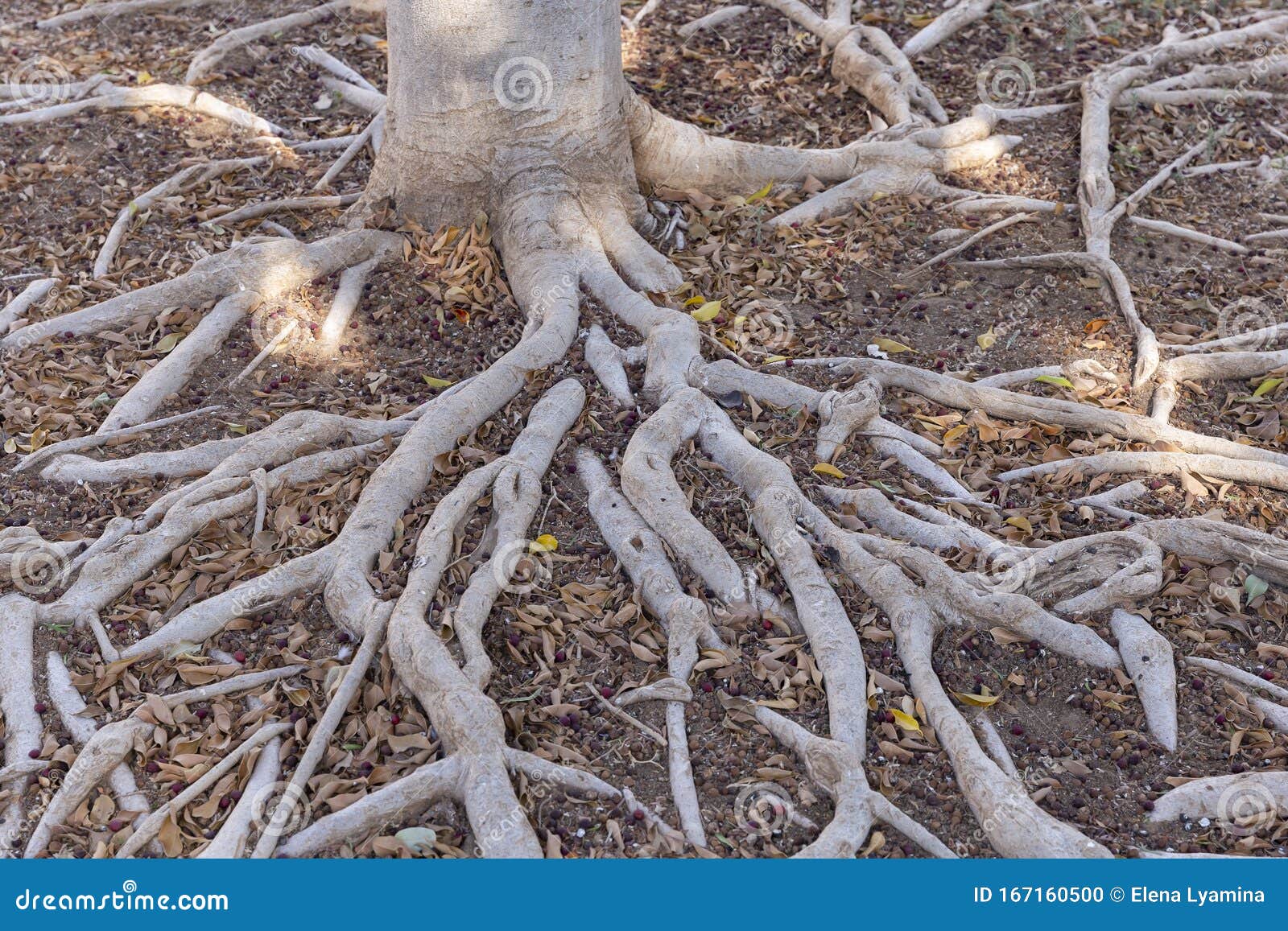 Tree Roots on the Surface of the Earth. Sun Spots on Fallen Leaves. the ...