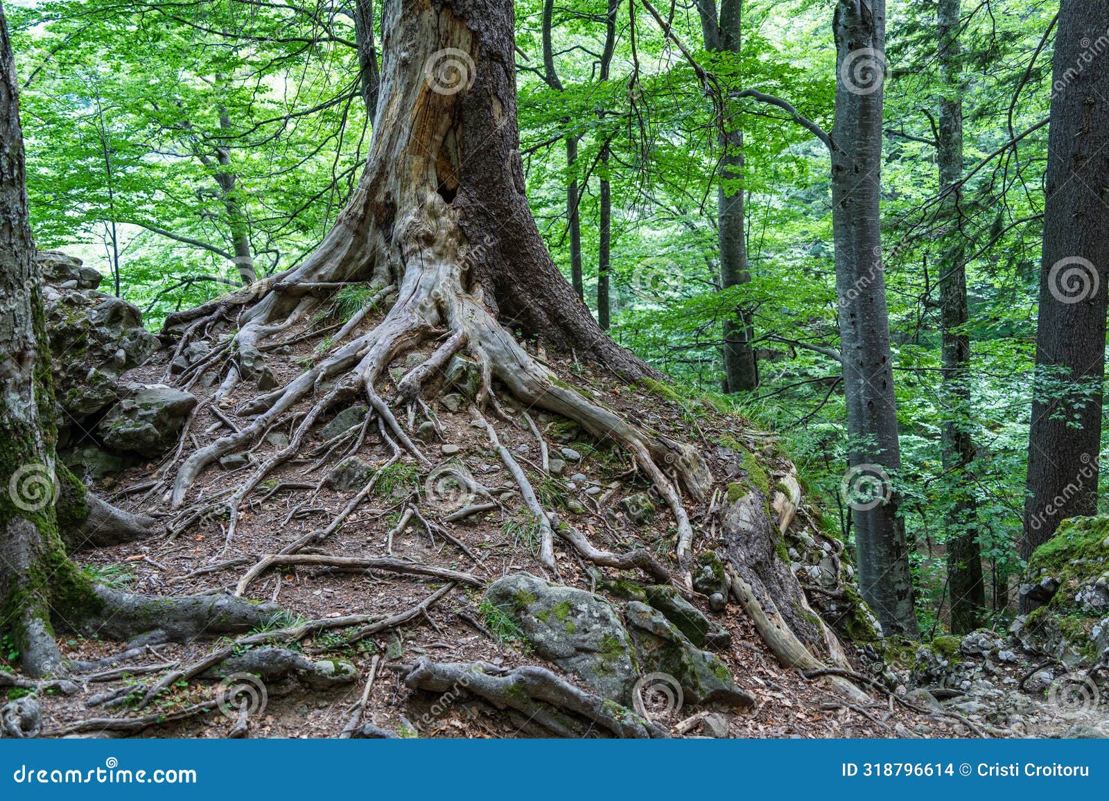 Tree Roots at the Surface of the Ground in the Forest Stock Photo ...