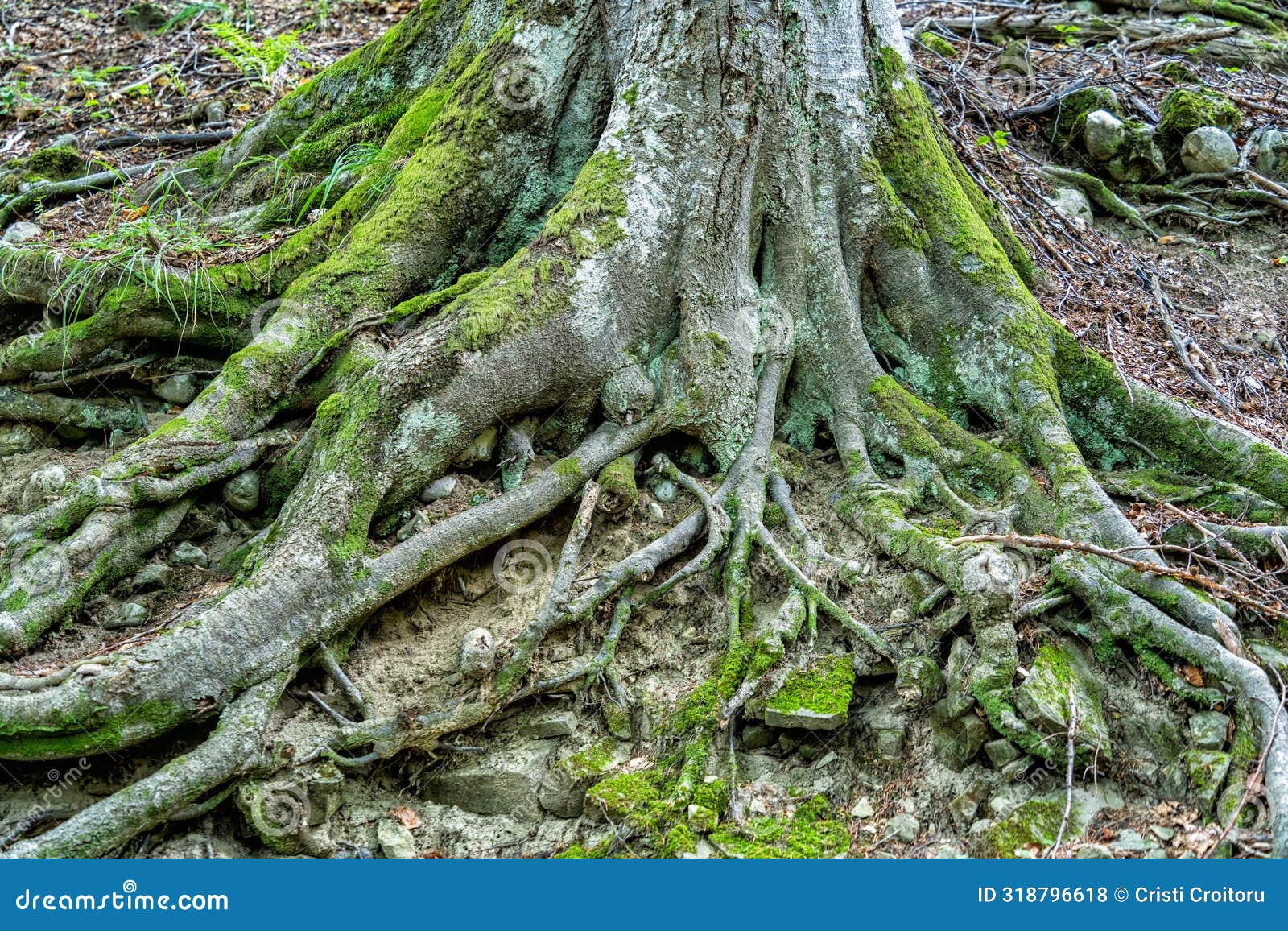 Tree Roots at the Surface of the Ground in the Forest Stock Photo ...