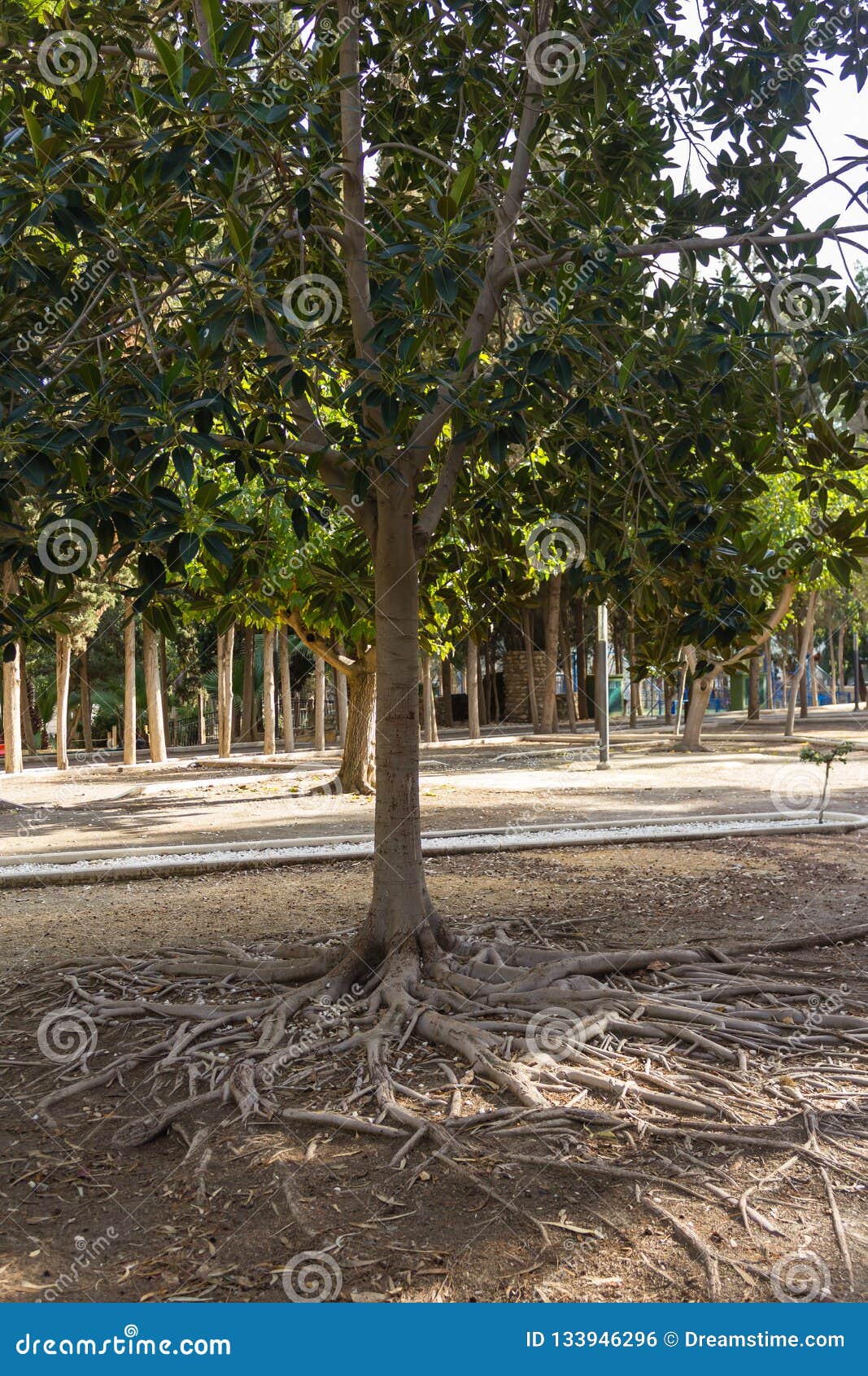 Tree Roots on the Surface of the Ground Stock Photo - Image of mystery ...