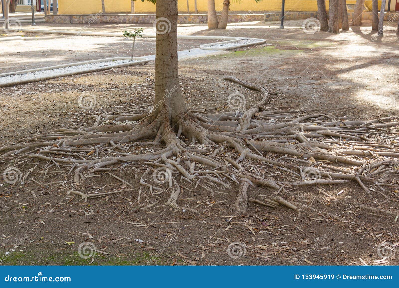Tree Roots on the Surface of the Ground Stock Image - Image of bark ...