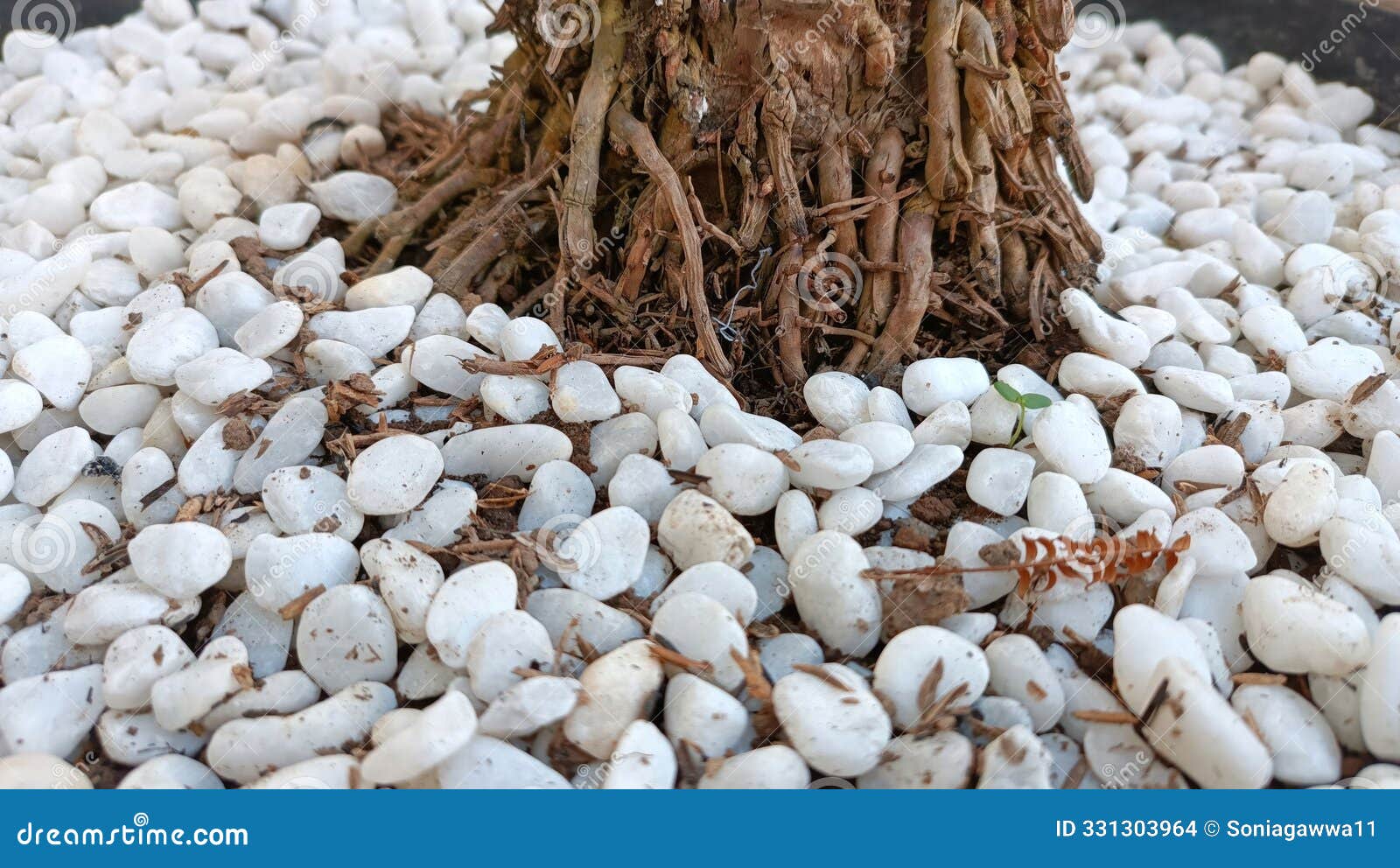 Tree Roots Surrounded by White Pebbles in Zen Garden Setting Stock ...
