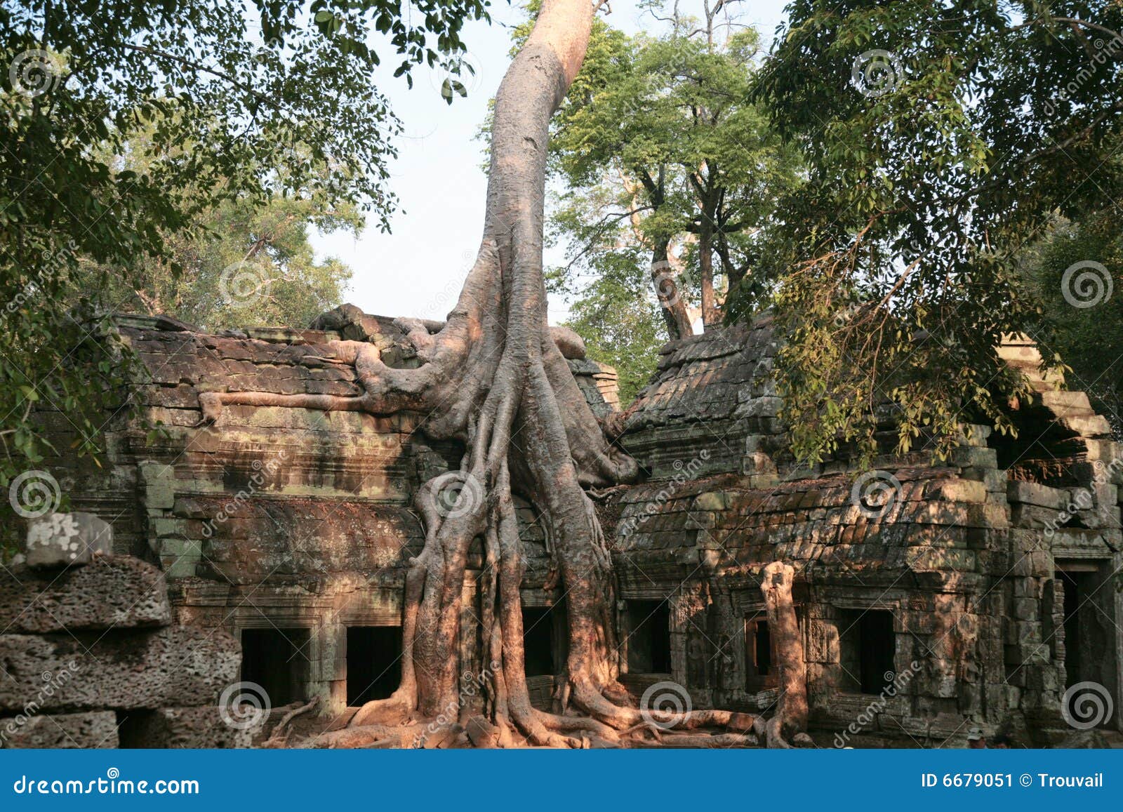 Tree Roots in Ta-Prohm Temple, Cambodja Stock Image - Image of ...
