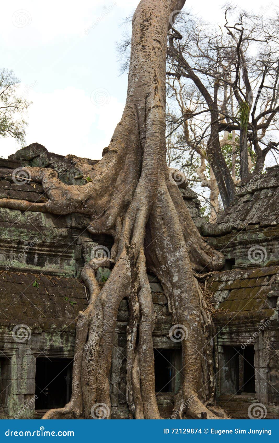 Roots Taking A Life Of Their Own And Sprouting Leaves On A Cliff With ...