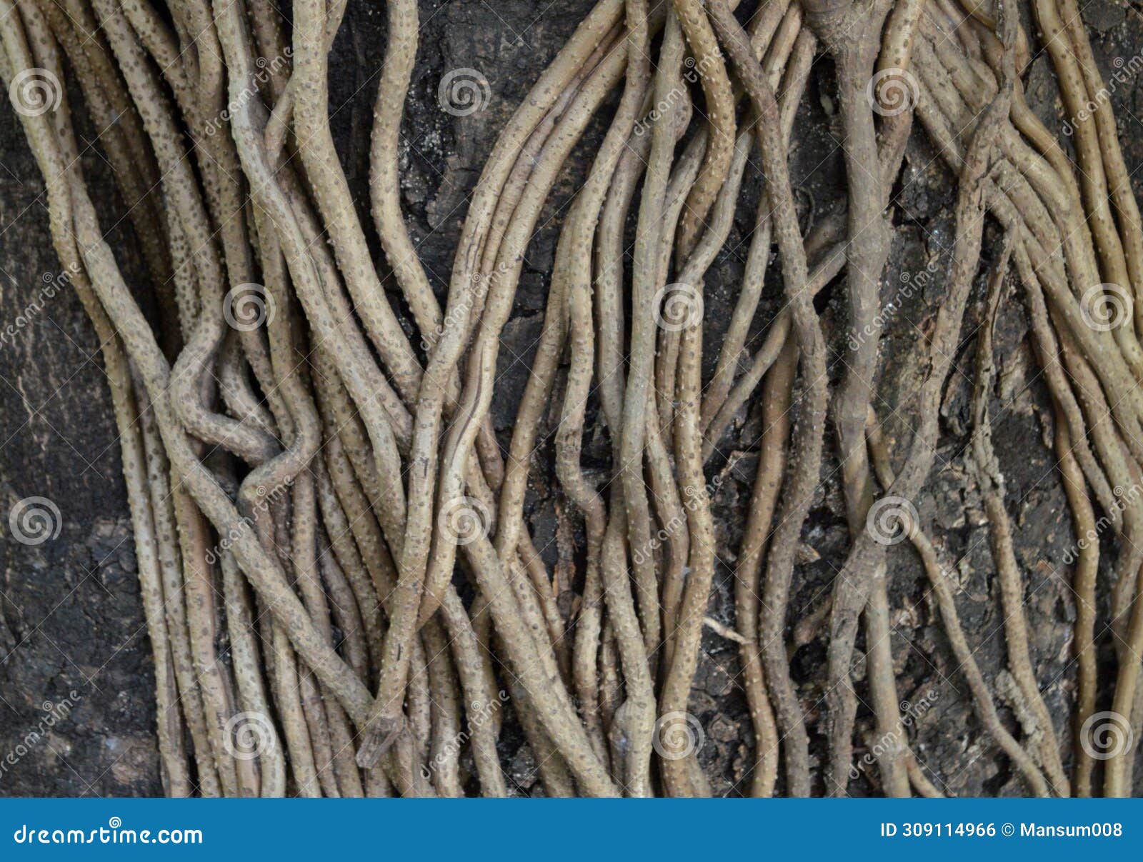 Tree Roots Texture Background Stock Photo - Image of leaf, background ...