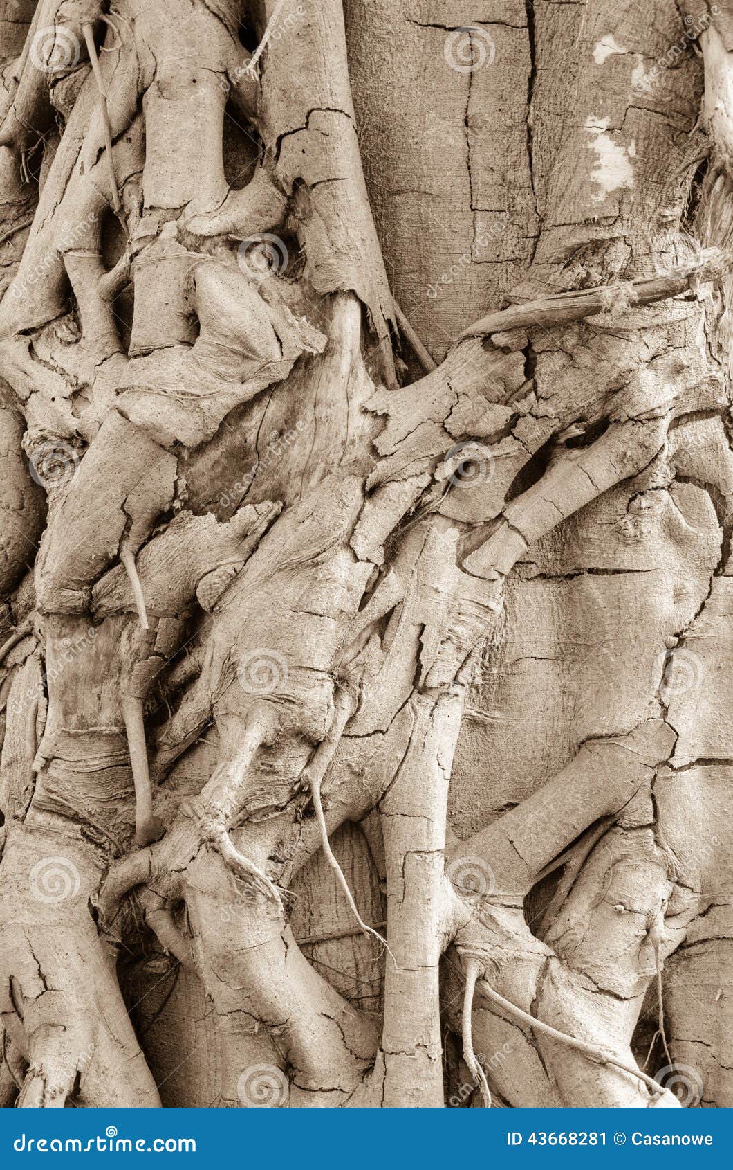 Tree Roots Texture for Background Stock Image - Image of branch, moss ...