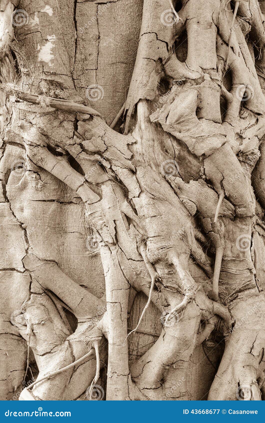 Tree Roots Texture for Background Stock Image - Image of growth, bark ...