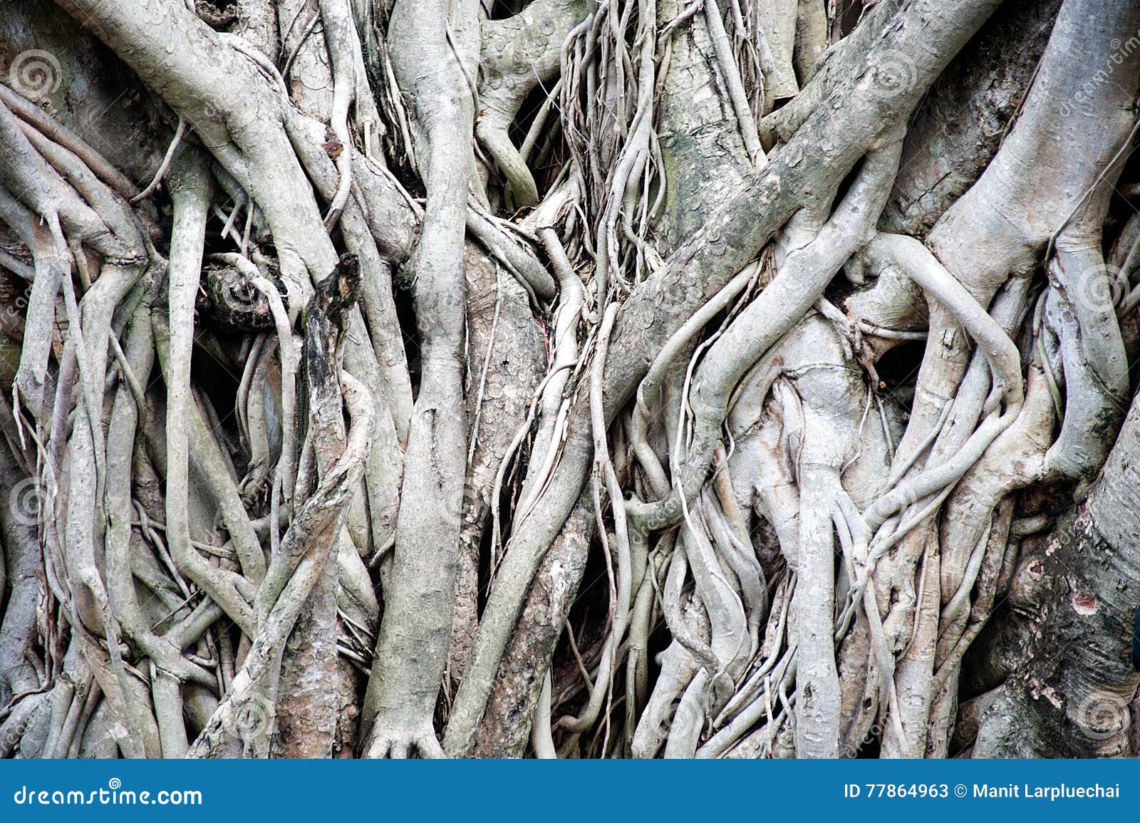 Tree Roots Texture and Background. Stock Image - Image of organic ...