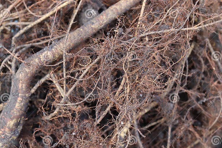 Tree Roots Texture Background (select Focus Stock Image - Image of ...