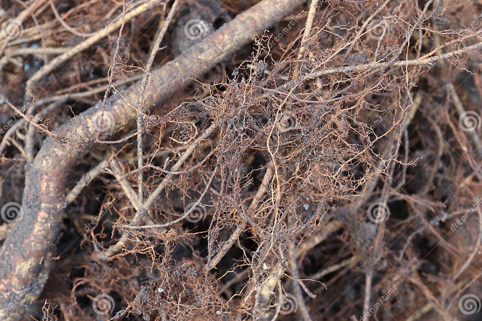 Tree Roots Texture Background (select Focus Stock Image - Image of ...