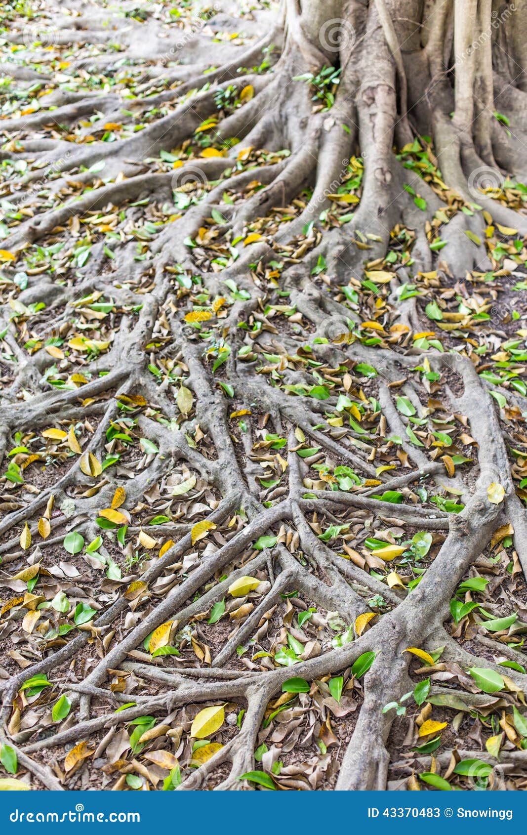 Tree roots stock image. Image of nature, moss, spring - 43370483