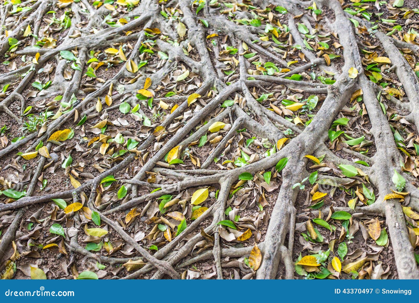 Tree roots stock image. Image of light, moss, fall, summer - 43370497