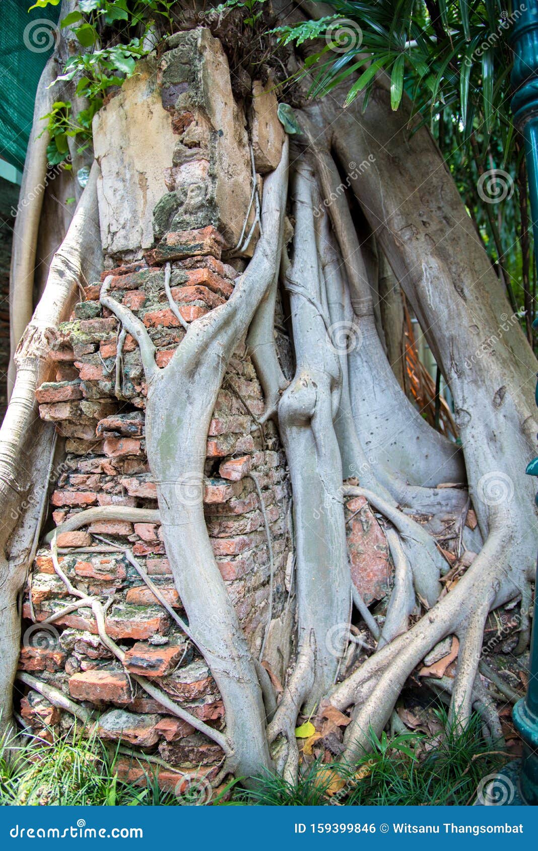 Tree Roots , Texture and Layer of Roots in Thailand Stock Photo - Image ...