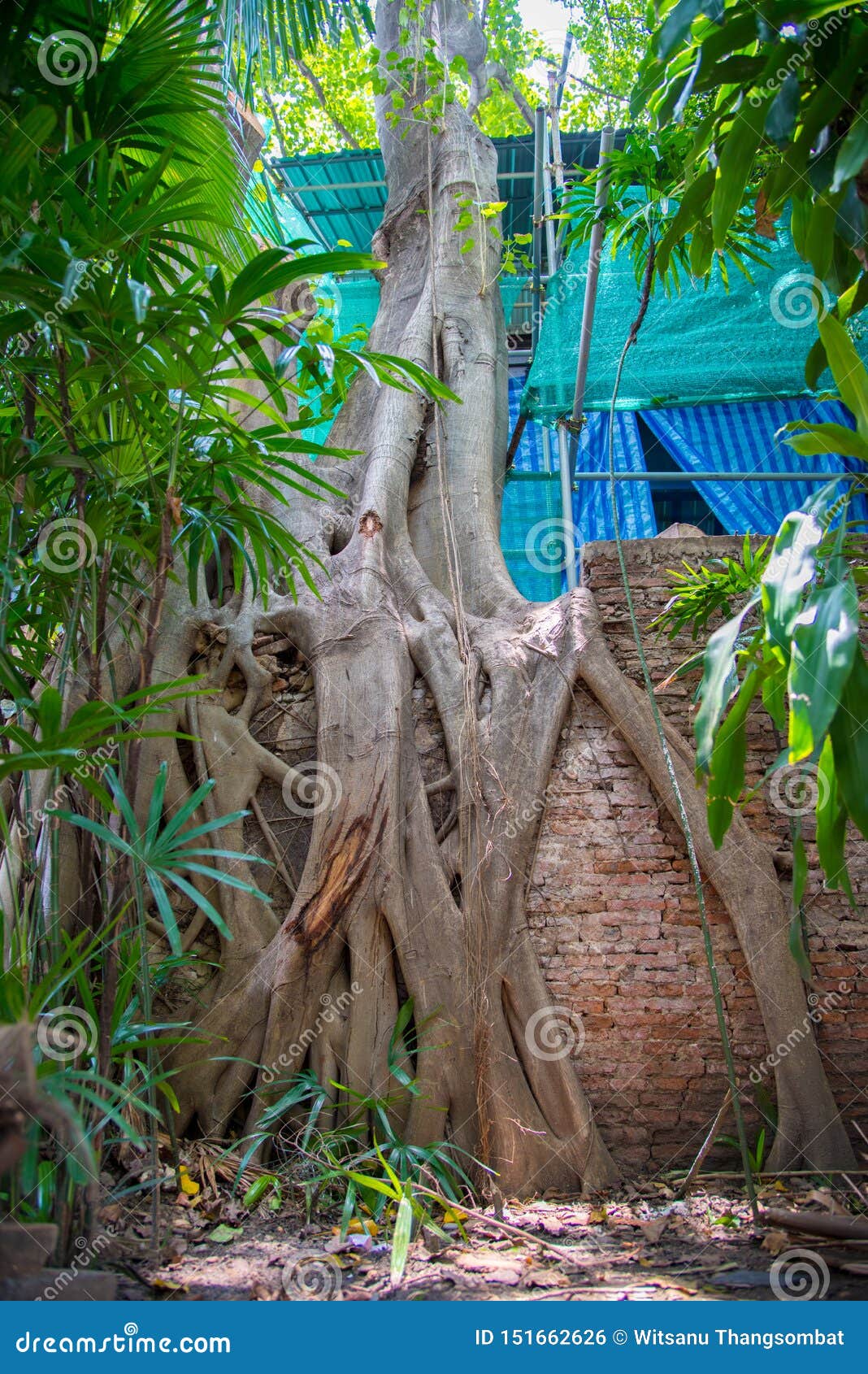 Tree Roots , Texture and Layer of Roots in Thailand. Stock Photo ...