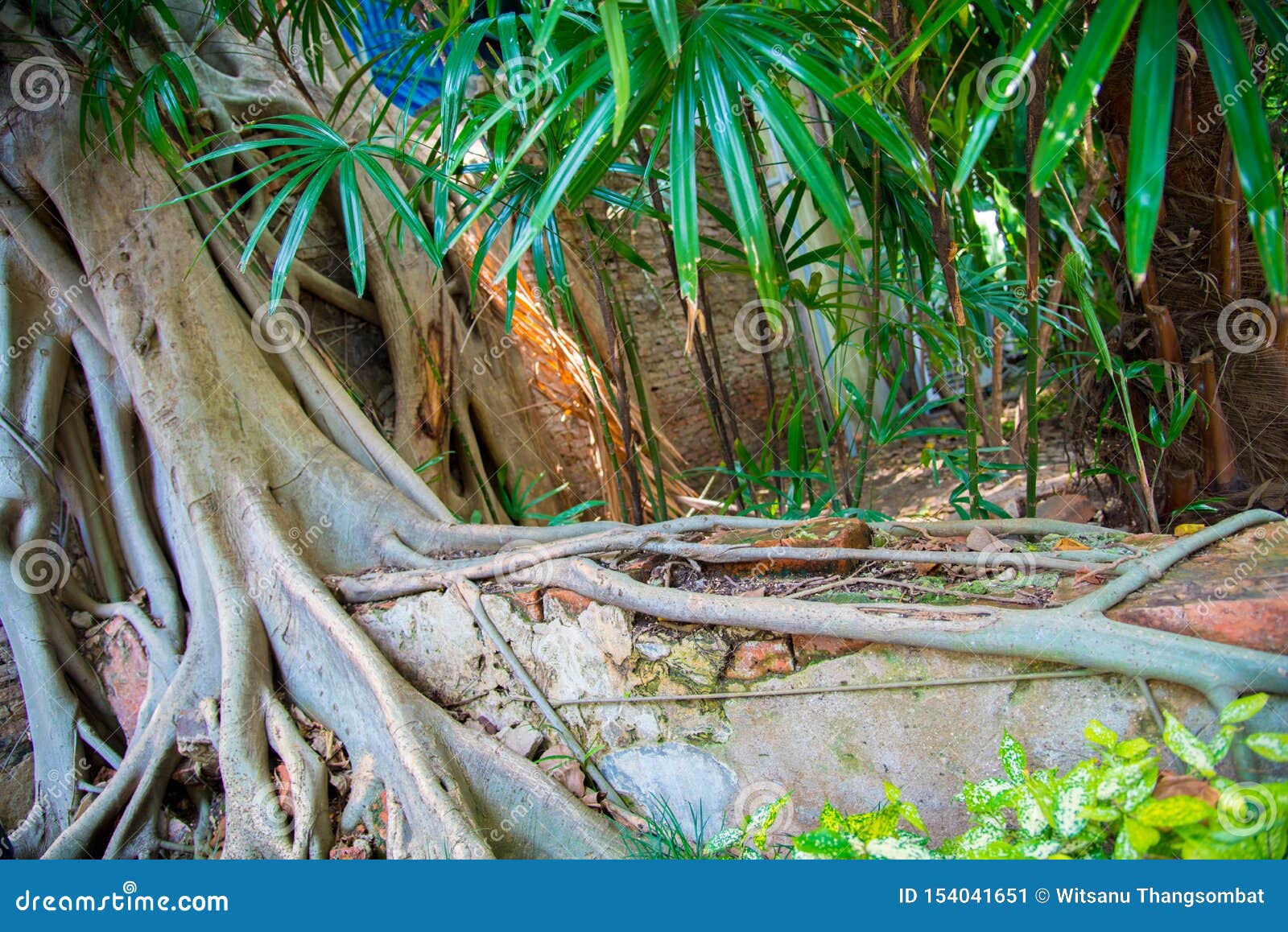Tree Roots , Texture and Layer of Roots in Thailand Stock Image - Image ...