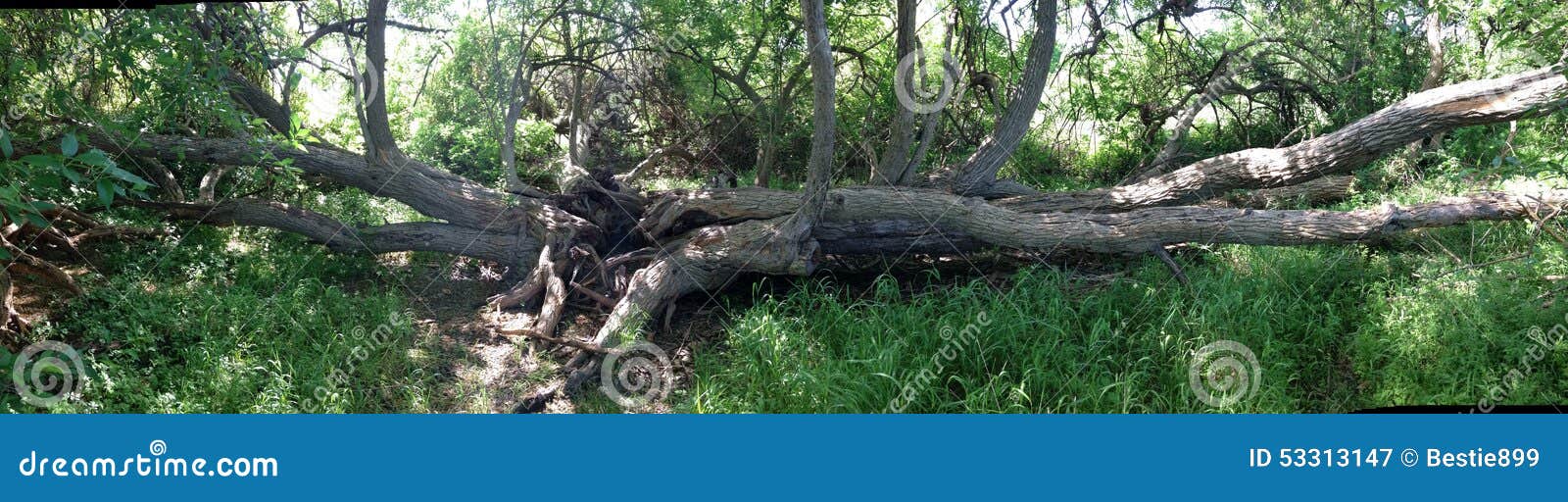 Tree roots stock image. Image of background, roots, split - 53313147