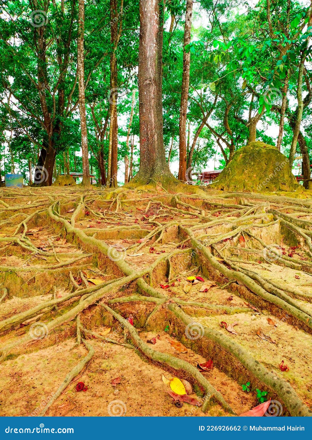 Tree Roots Towering Above the Ground Which is of Extraordinary Color ...