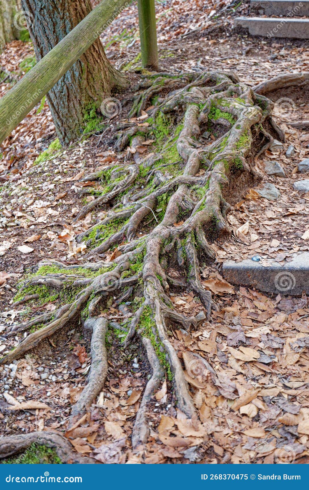 Tree roots on a trail stock image. Image of extreme - 268370475