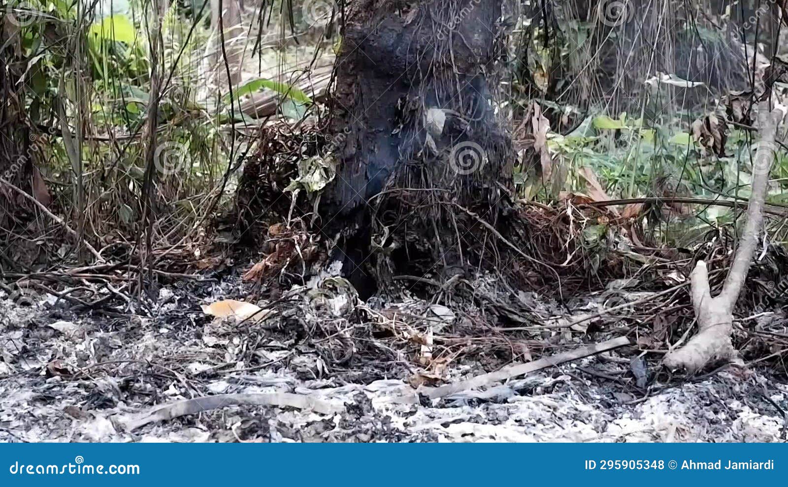 A Tree or the Roots of a Tree are on Fire. Stock Footage - Video of ...