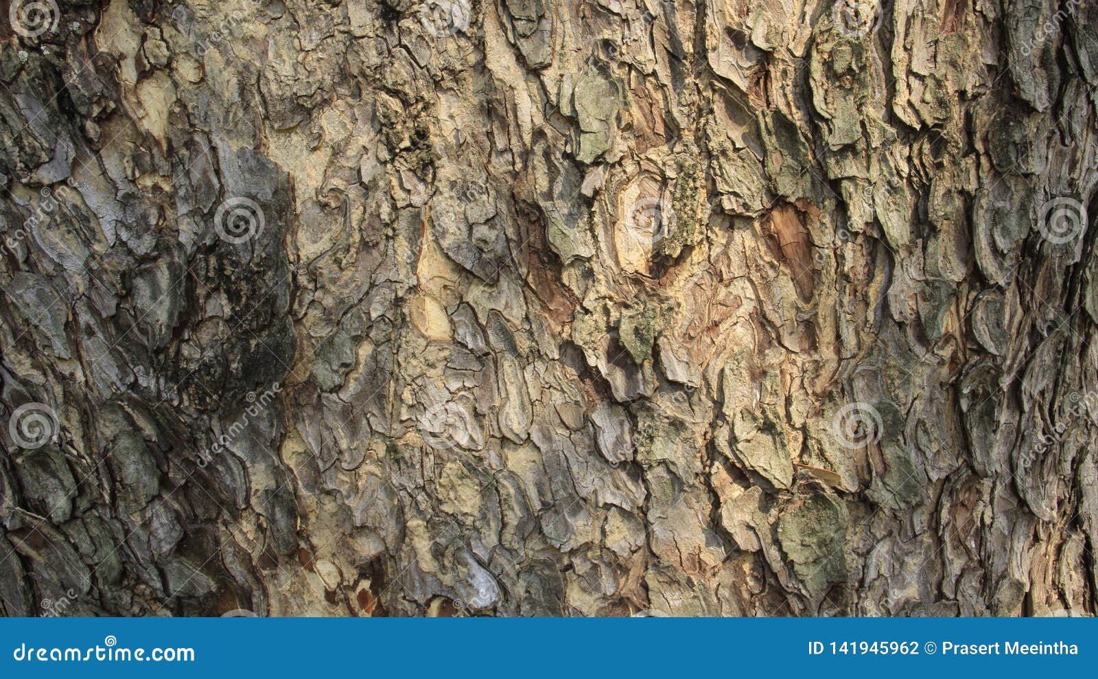 Natural Close Up Brown Tree Bark Texture Stock Photo - Image of local ...