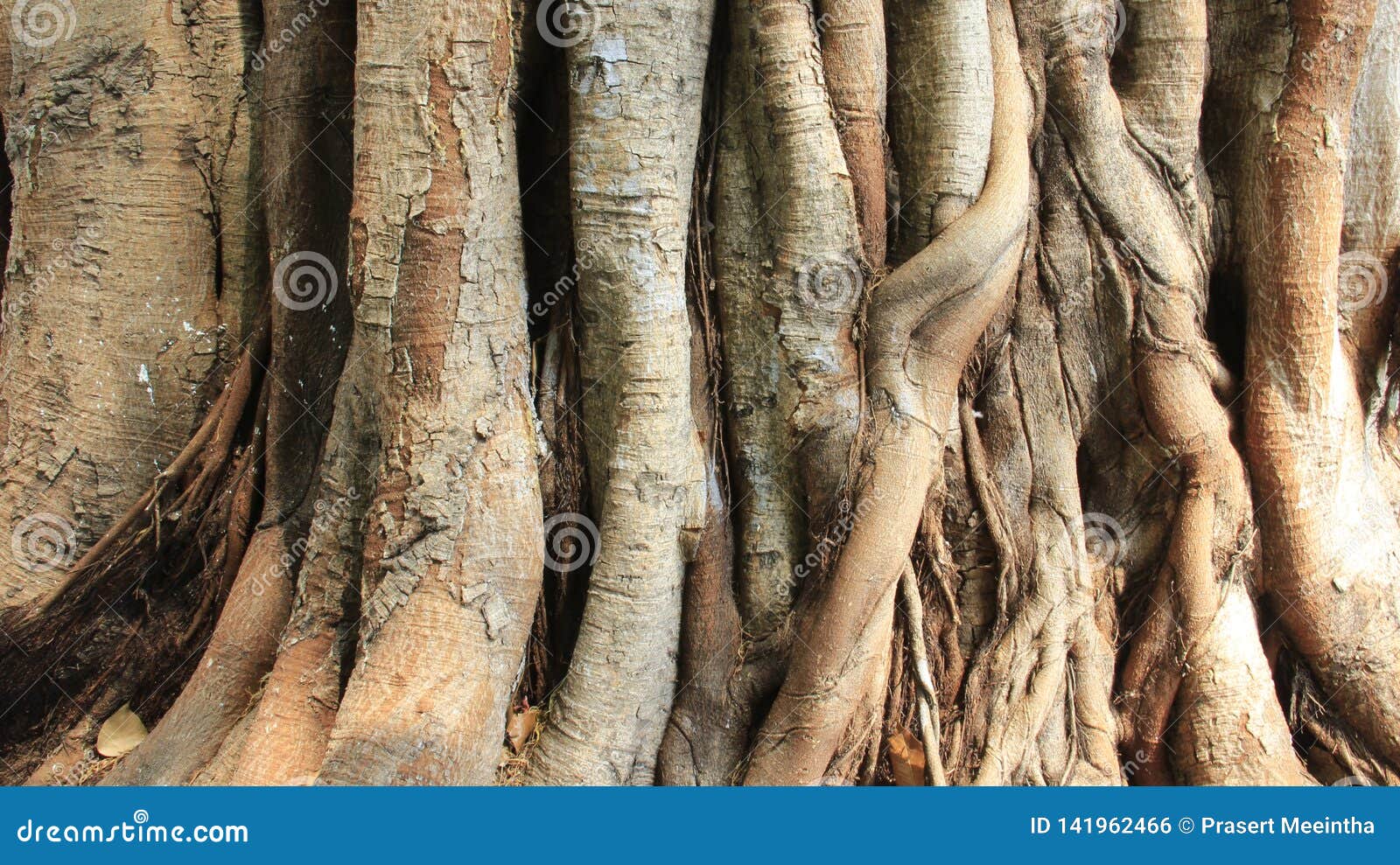 Nature. Close Up Old and Young Sacred Fig Tree Bark Stock Photo - Image ...