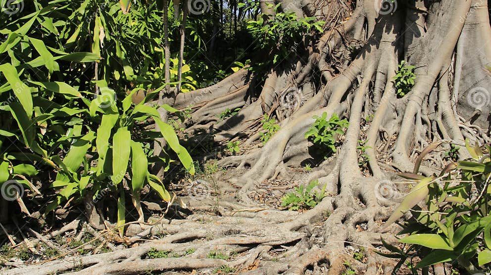 Close Up Sacred Fig Tree Bark and Root with Green Leaves Stock Photo ...