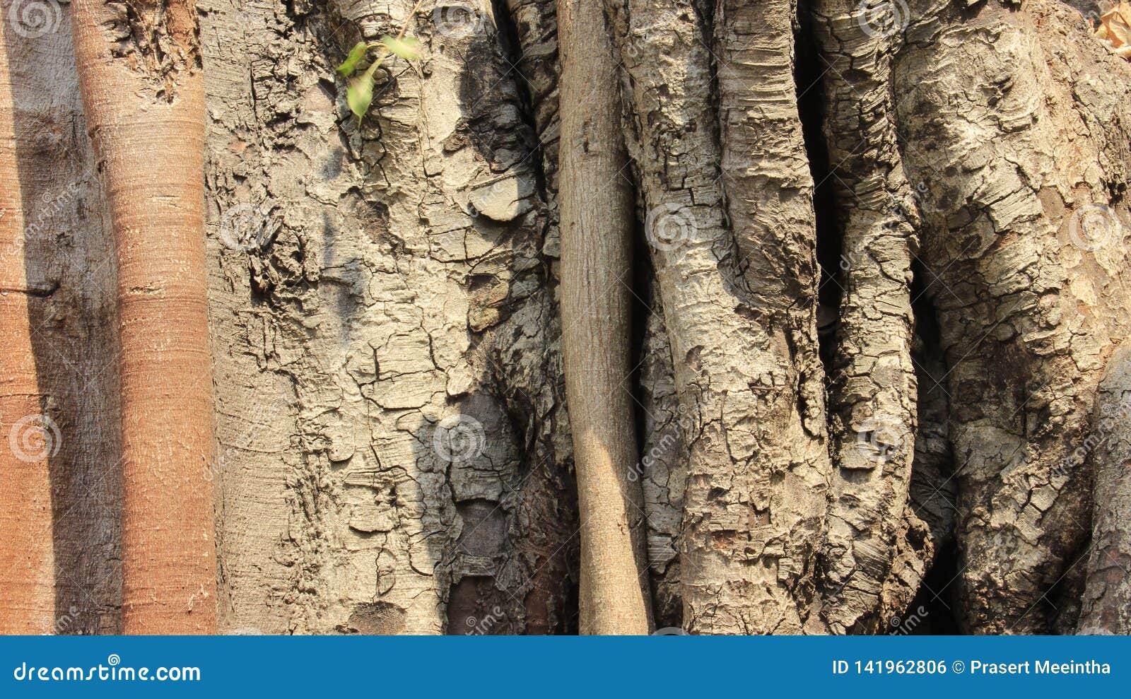 Nature. Close Up Old and Young Bodhi Tree Bark Stock Photo - Image of ...