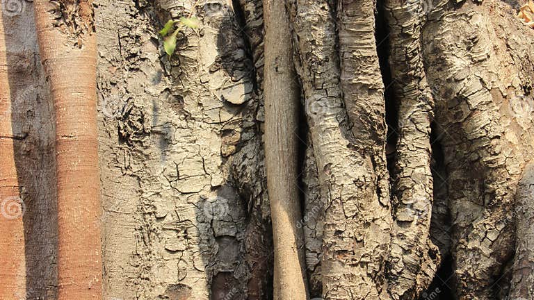 Nature. Close Up Old and Young Bodhi Tree Bark Stock Photo - Image of ...