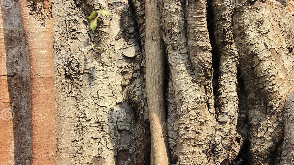 Nature. Close Up Old and Young Bodhi Tree Bark Stock Photo - Image of ...