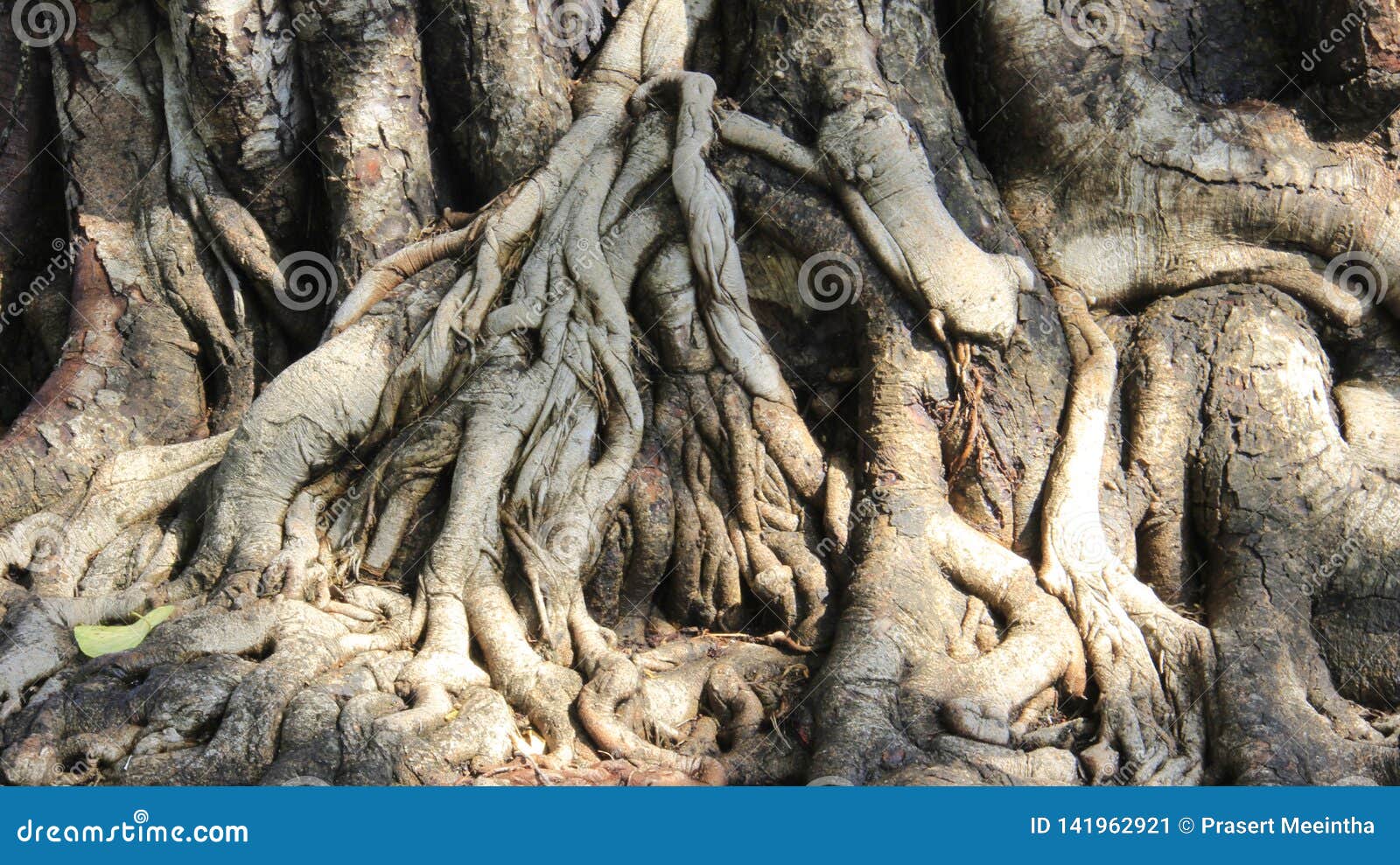 Tree Roots and Tree Bark. Details and Nature Color Stock Image - Image ...
