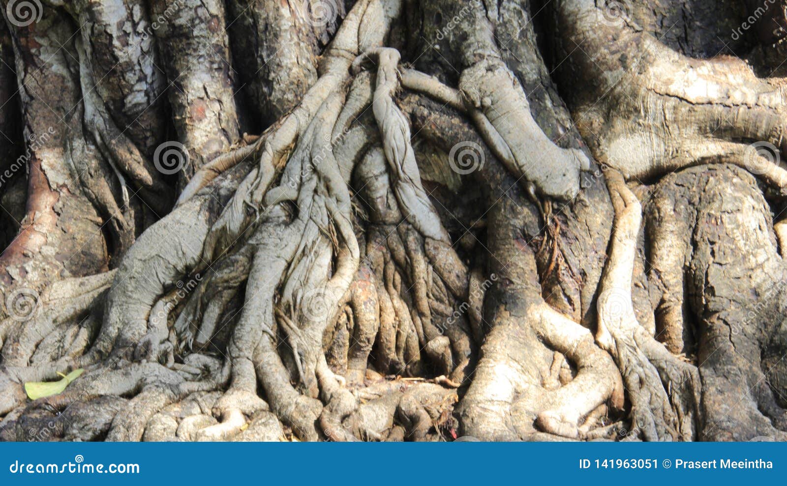 Tree Roots and Tree Bark. Details and Color Stock Image - Image of ...