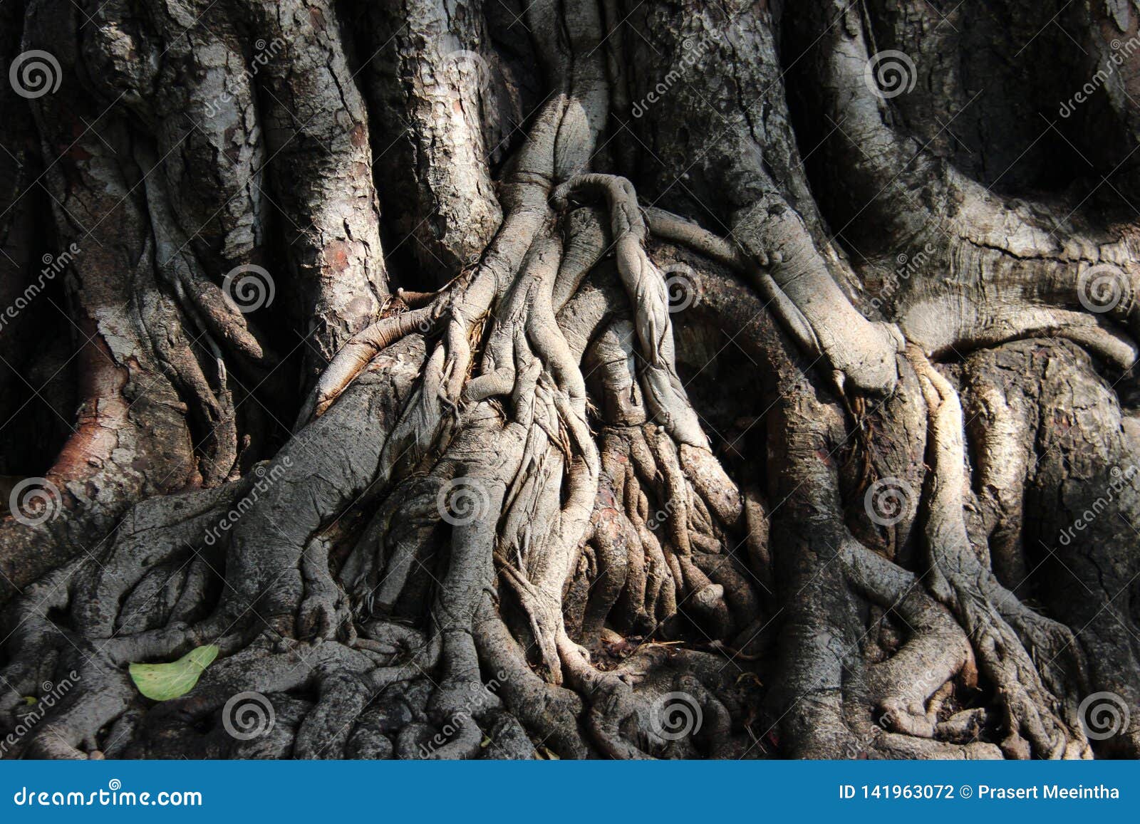 Natural Black and White Tree Roots and Tree Bark Stock Photo - Image of ...