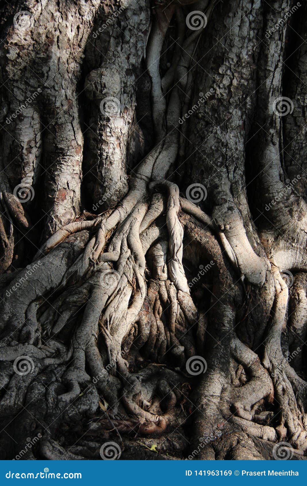 Natural Black and White Tree Roots and Tree Bark Textures Stock Image ...