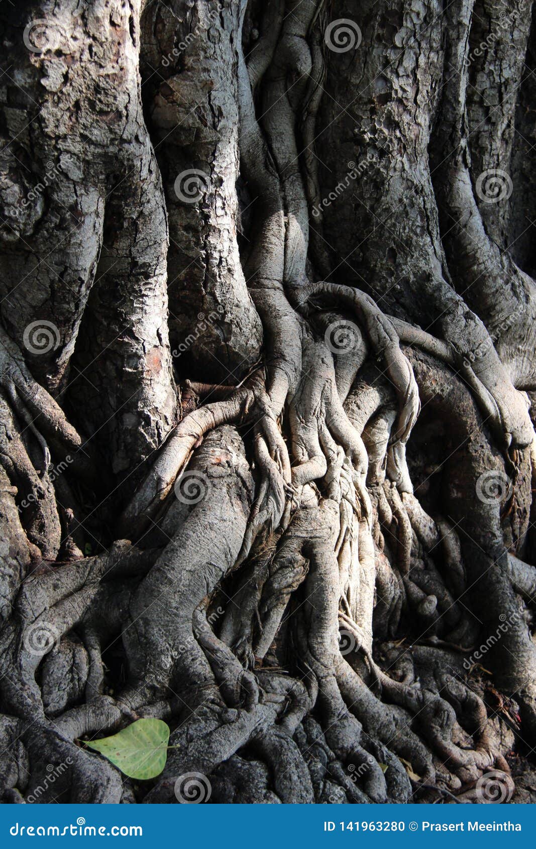 Natural Black and White Tree Roots and Tree Bark Stock Photo - Image of ...