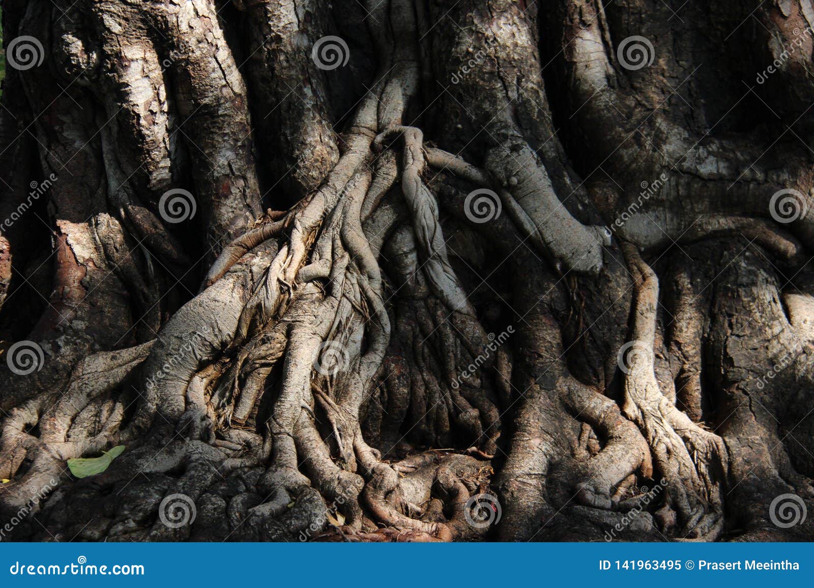 Natural. Close Up Pipal Tree Bark and Textures Stock Image - Image of ...