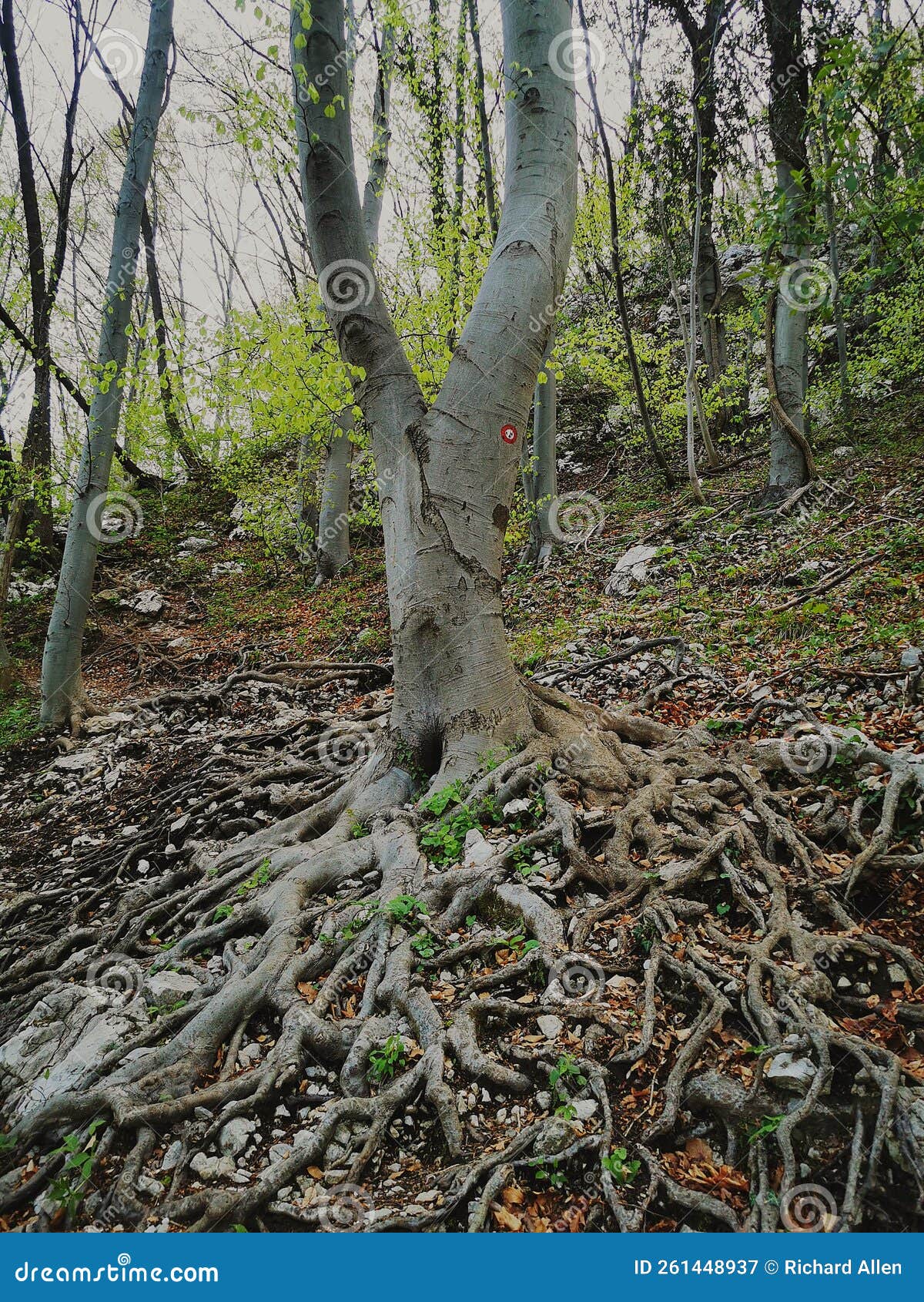 Tree roots stock image. Image of trunk, woodland, flower - 261448937