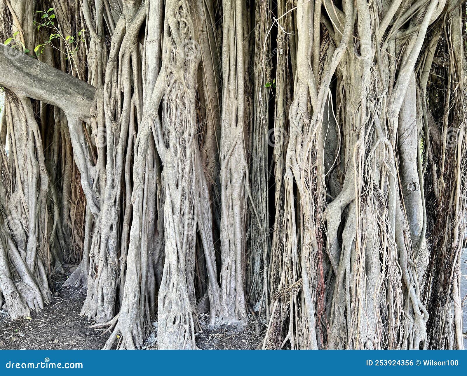 Tree Roots stock photo. Image of ground, vine, lines - 253924356