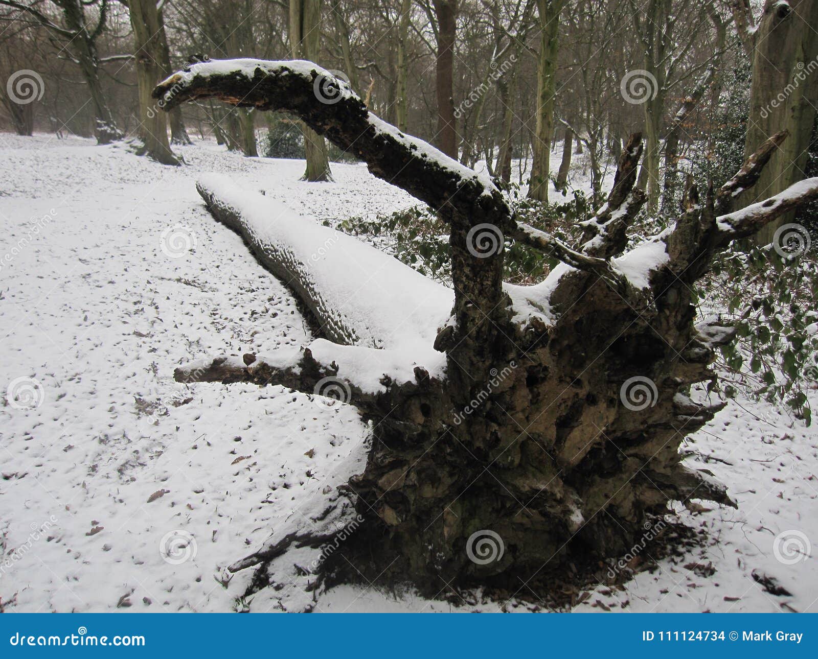 Tree Roots stock photo. Image of snow, roots, cold, tree - 111124734