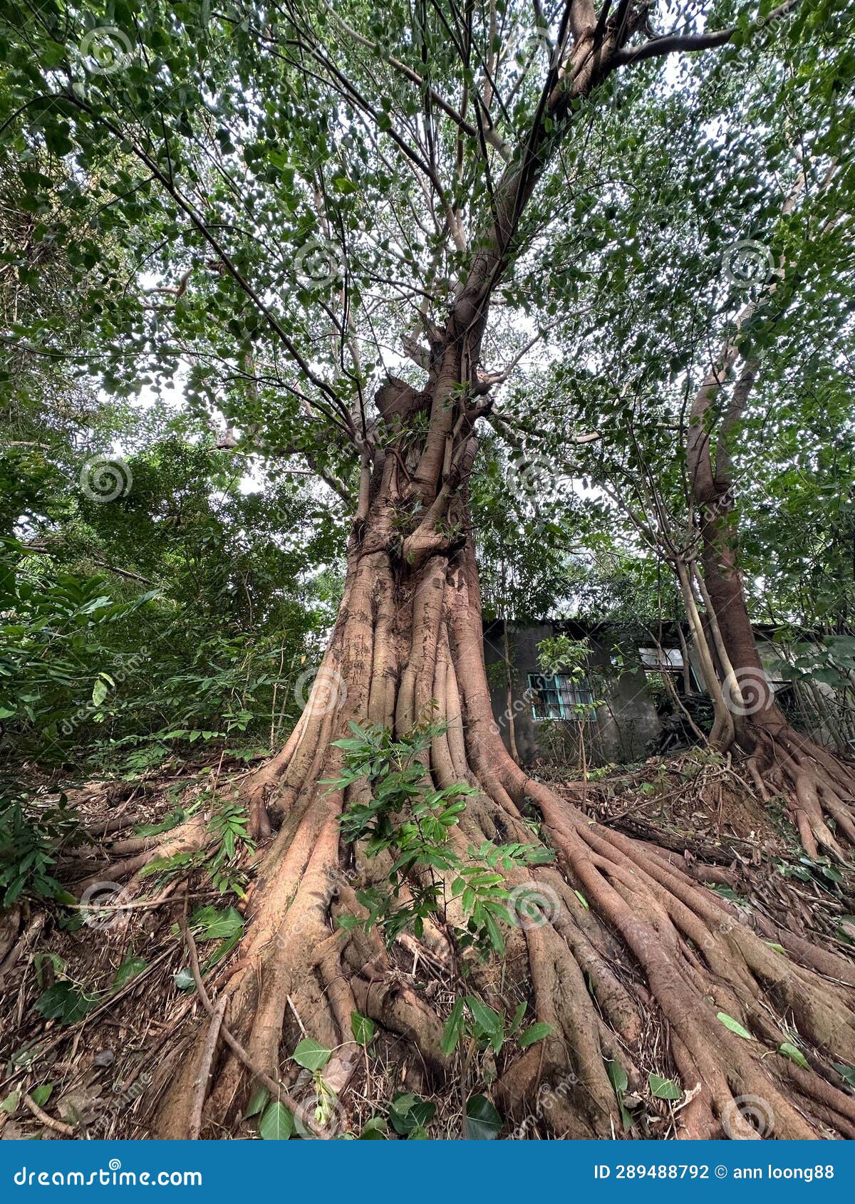 Tree and roots stock photo. Image of roots, trees, taiwan - 289488792