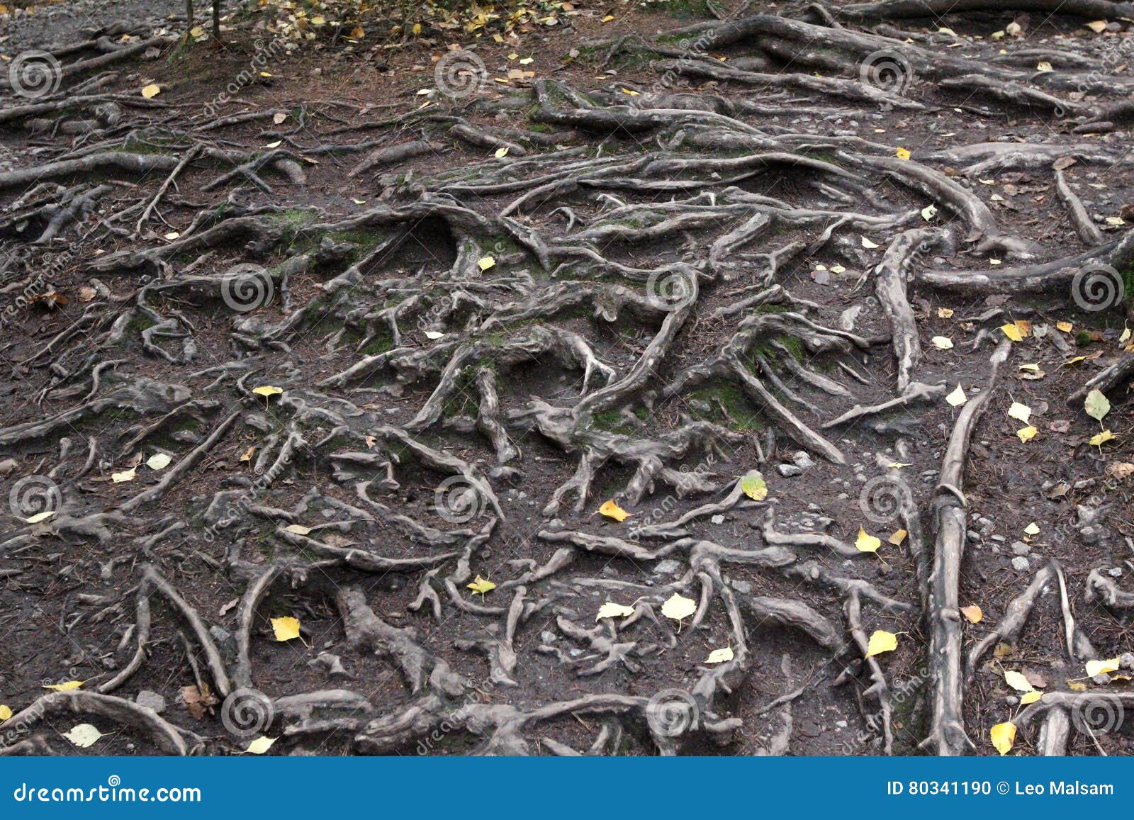 Tree roots stock photo. Image of life, light, green, soil - 80341190