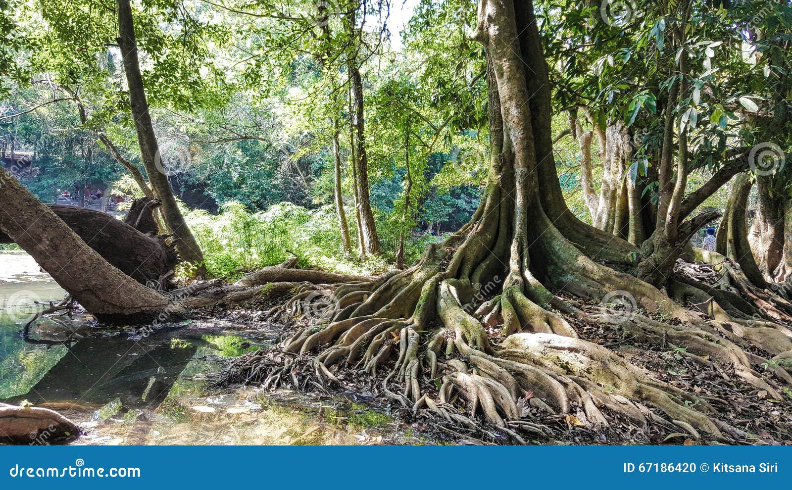 Tree roots stock photo. Image of longevity, strong, roots - 67186420
