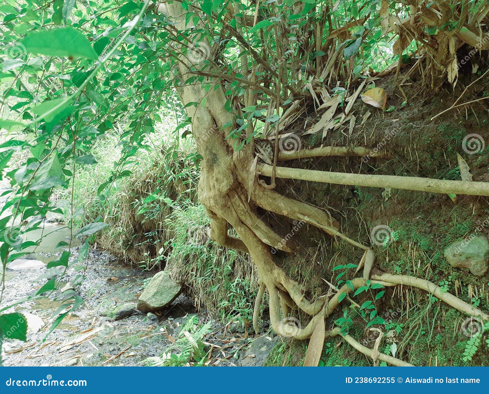 Tree Roots by the Tropical River Stock Image - Image of forest, leaf ...