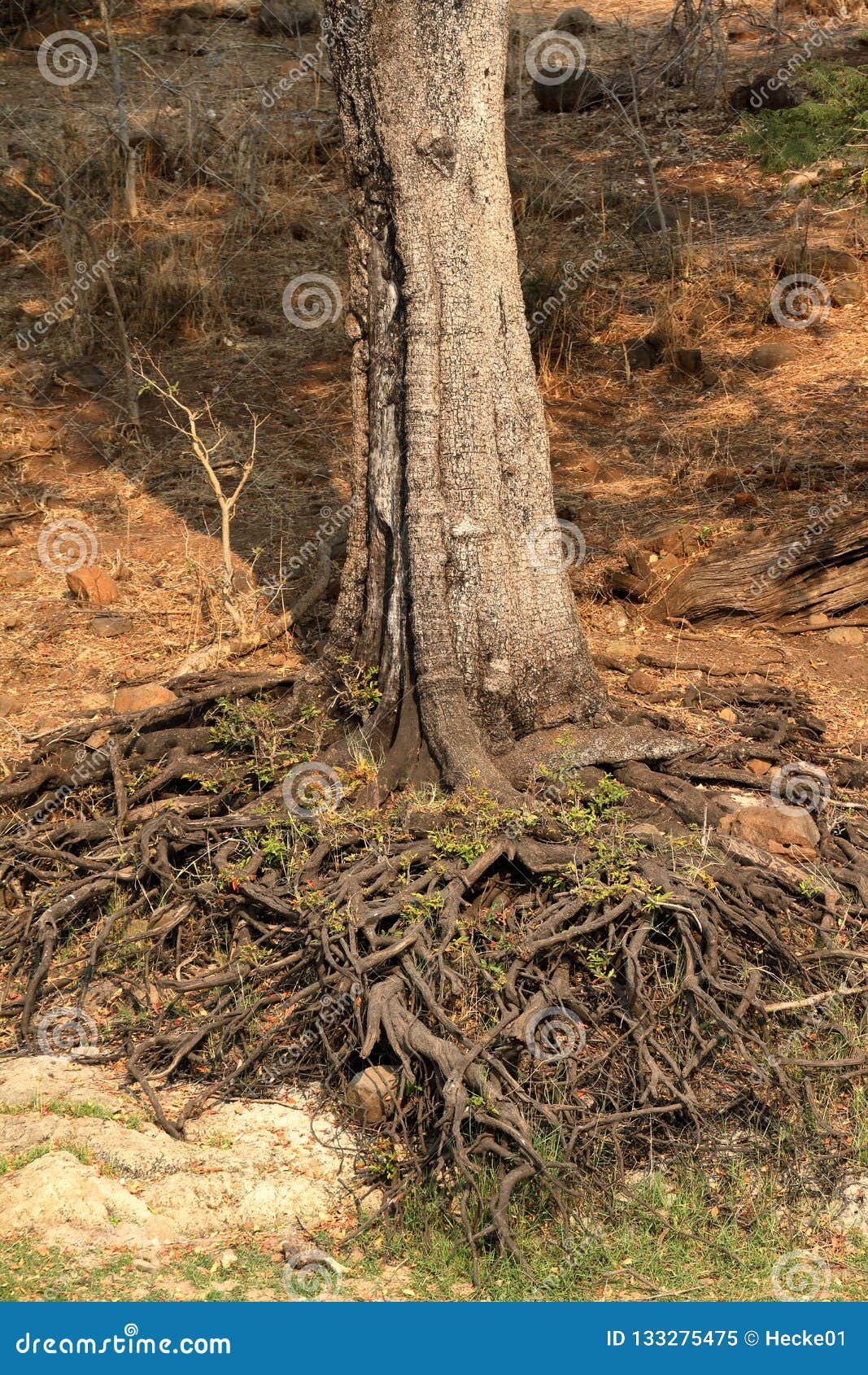 Tree Roots on the Tree Trunk Stock Image - Image of network ...