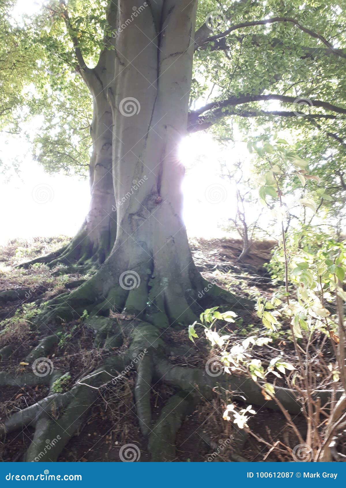 Walking Tree stock image. Image of woodland, tree, walking - 100612087